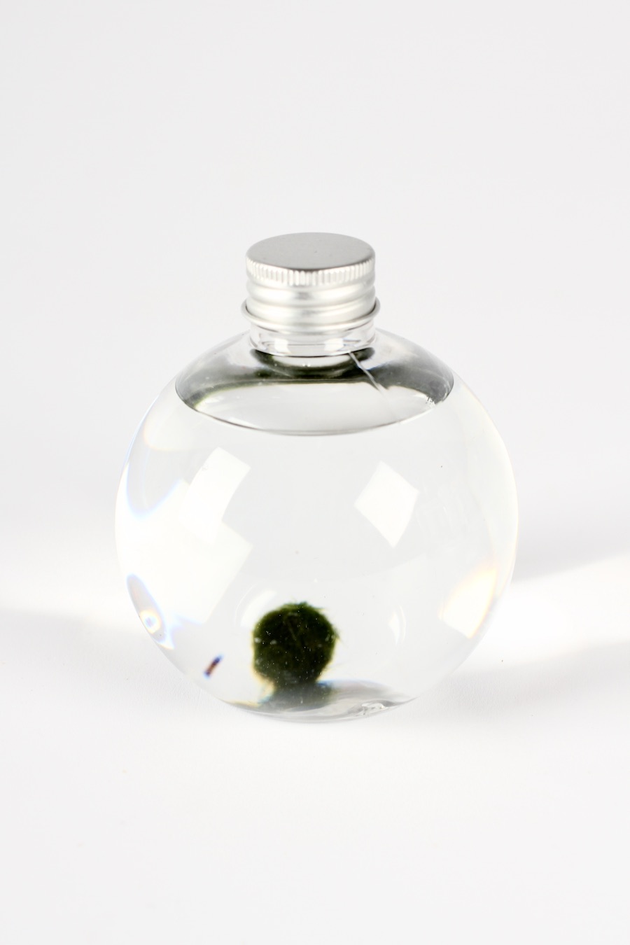 Marimo baby – Fioreria Roma